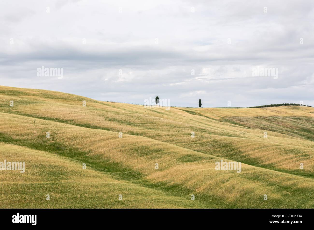 Two isolated cypresses in the middle of the endless yellow-green hills ...