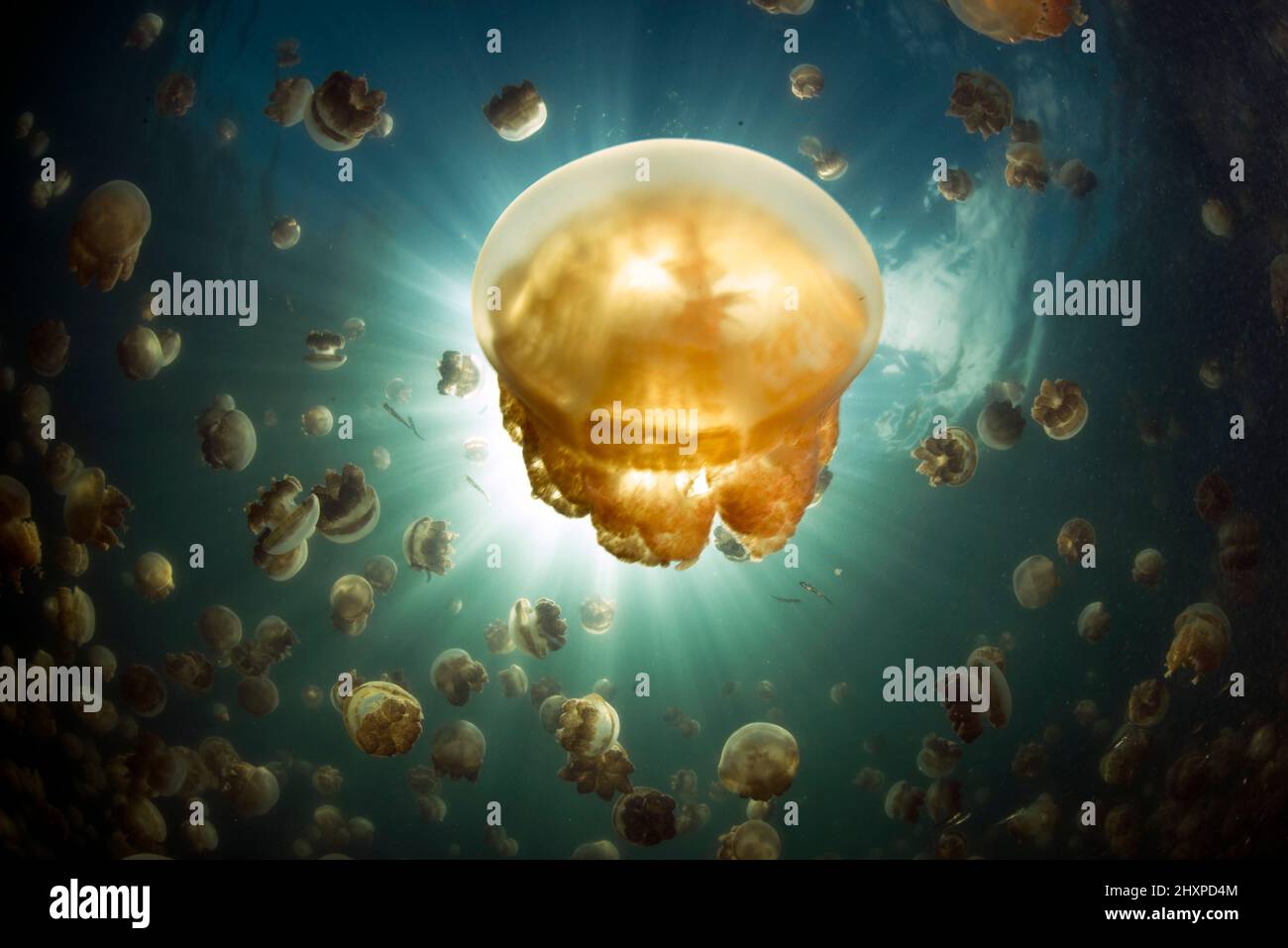 Golden jellyfish (Mastigias papua) of Jellyfish Lake, on the island of ...