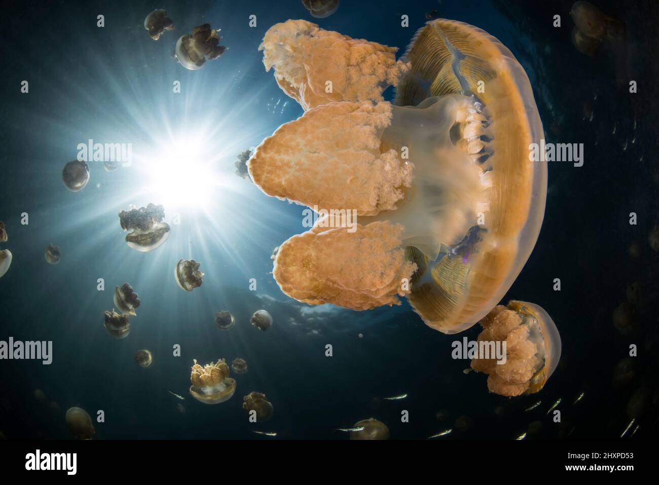 Golden jellyfish (Mastigias papua) of Jellyfish Lake, on the island of ...