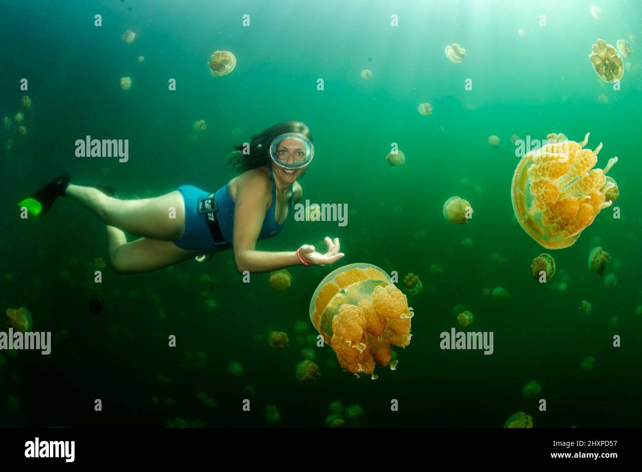 A female diver among the golden jellyfish (Mastigias papua) of ...