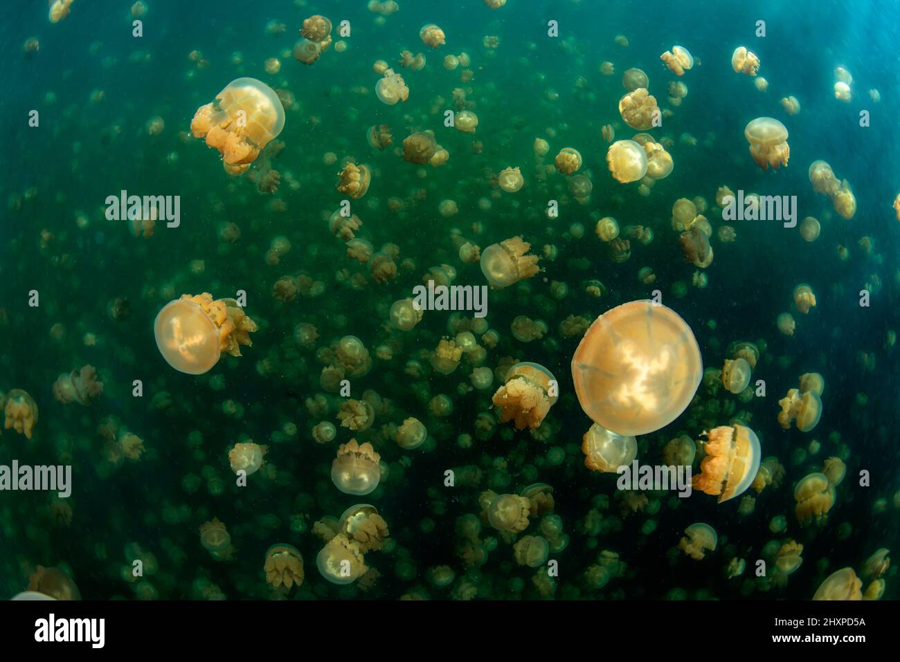 Golden jellyfish (Mastigias papua) of Jellyfish Lake, on the island of ...