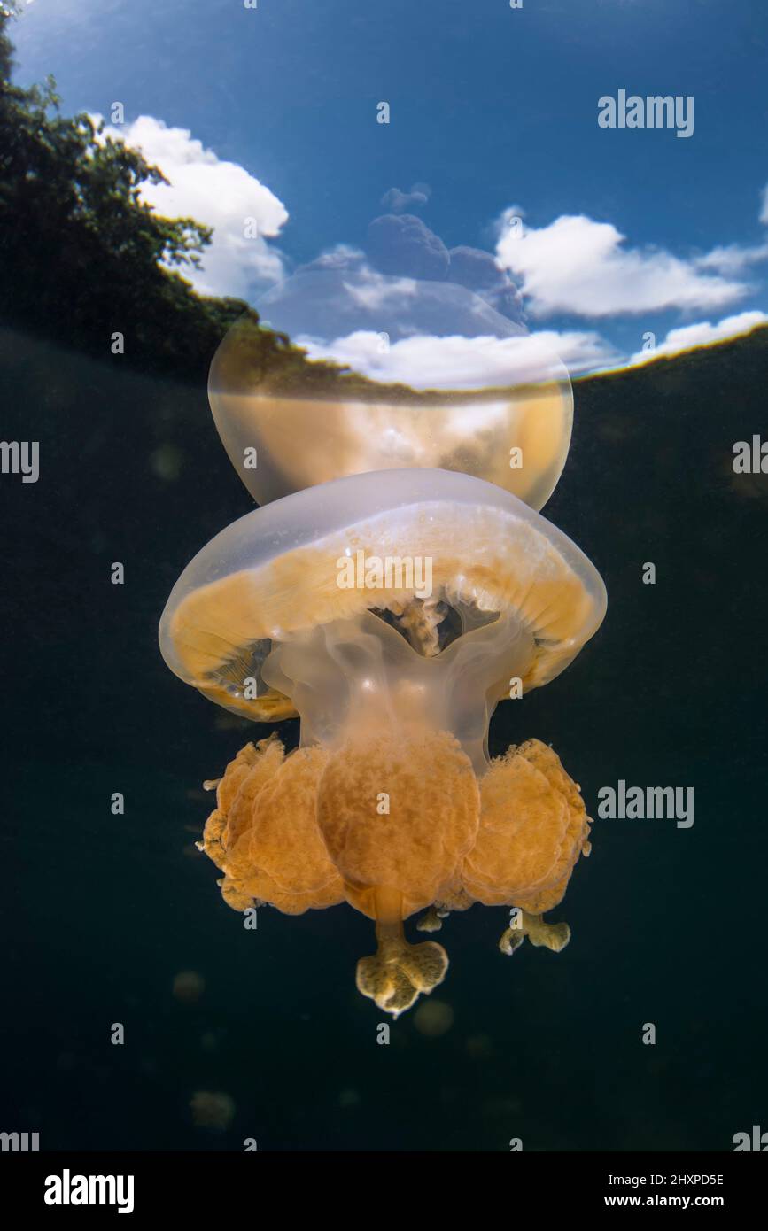 Golden jellyfish (Mastigias papua) of Jellyfish Lake, on the island of ...