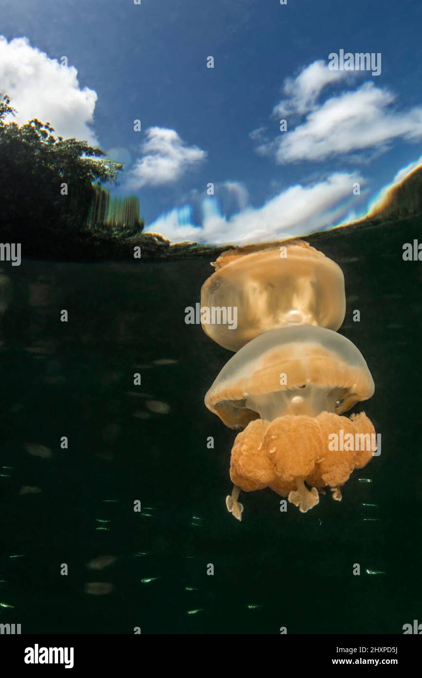 Golden jellyfish (Mastigias papua) of Jellyfish Lake, on the island of ...