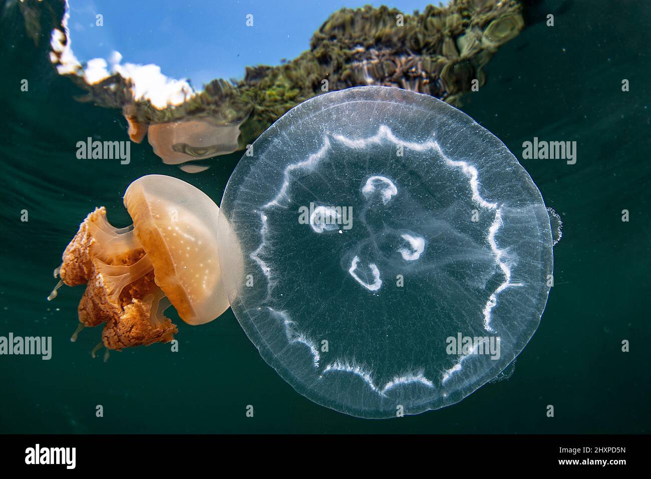 Golden jellyfish (Mastigias papua) of Jellyfish Lake, on the island of ...