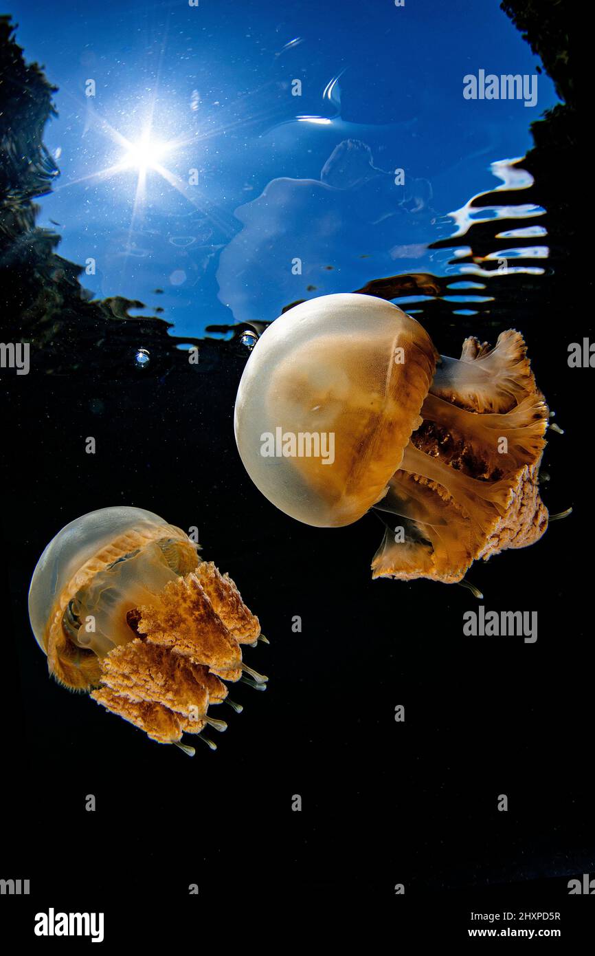 Golden jellyfish (Mastigias papua) of Jellyfish Lake, on the island of ...