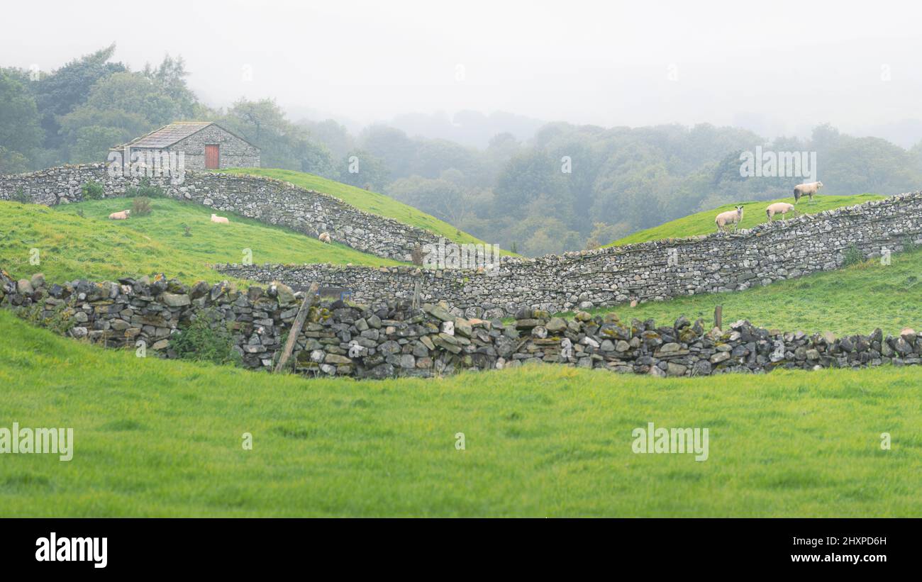 Rural English countryside view of old stone walls, barns and Swaledale ...