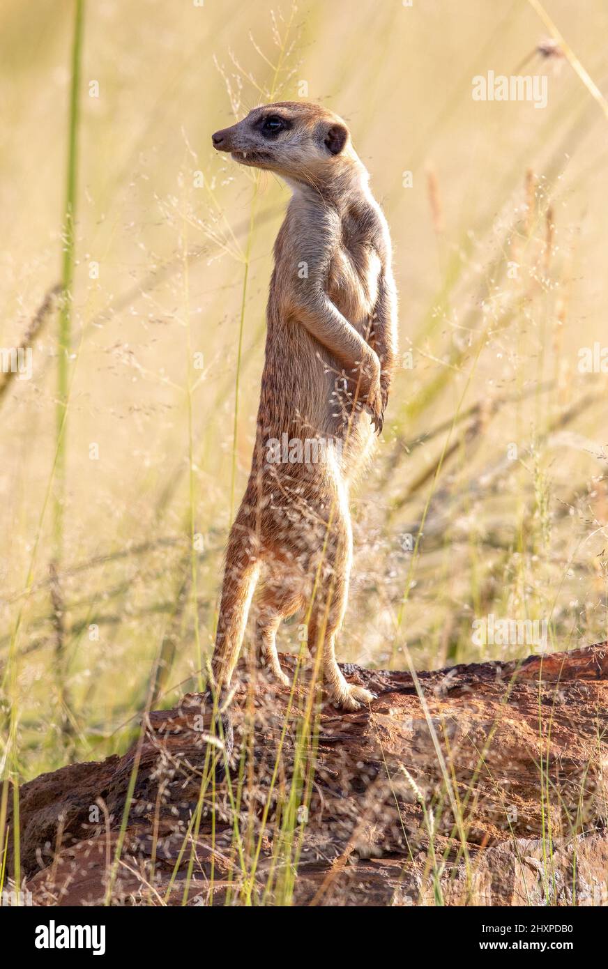 Meerkat, Addo Elephant National Park Stock Photo - Alamy