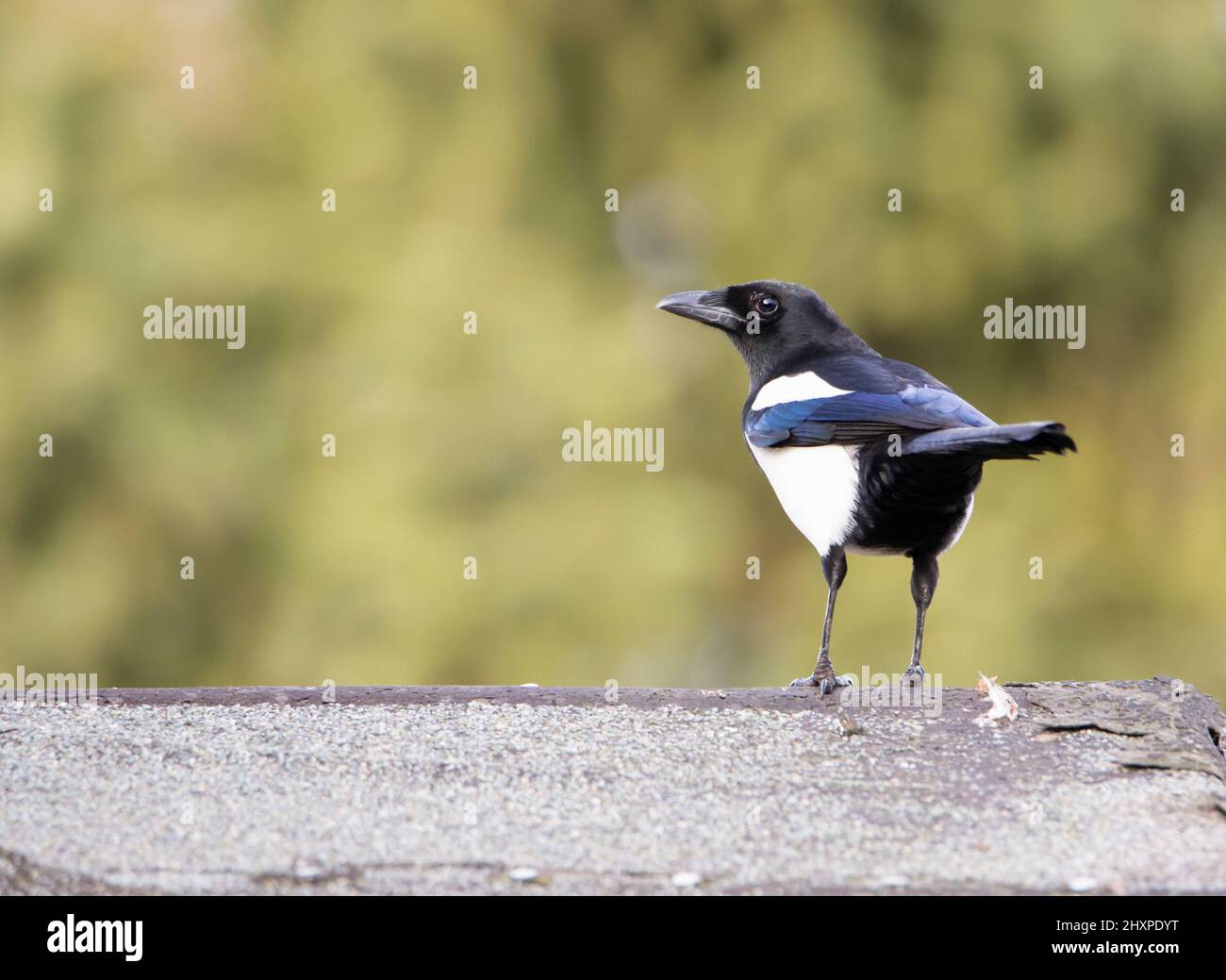 Corvoidea hi-res stock photography and images - Alamy