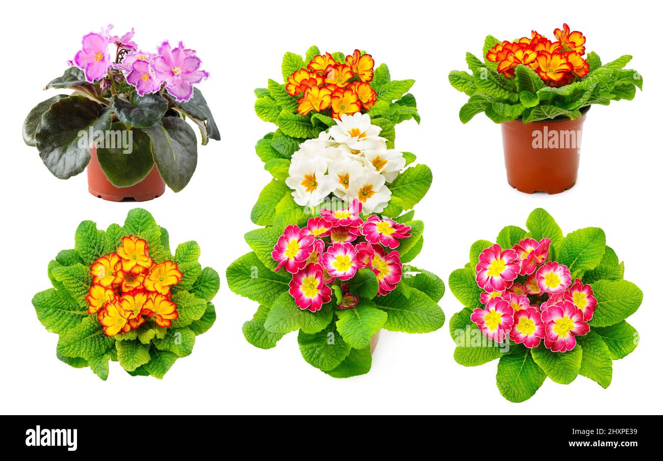 Collection multicolored violets from different angles isolated on white ...