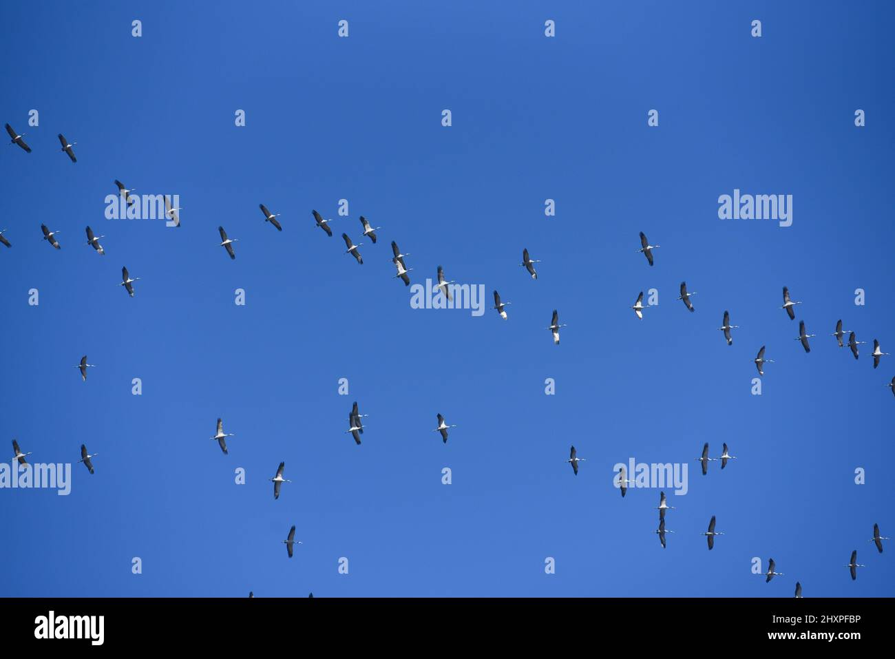 Cranes, birds returning home after winter Stock Photo - Alamy