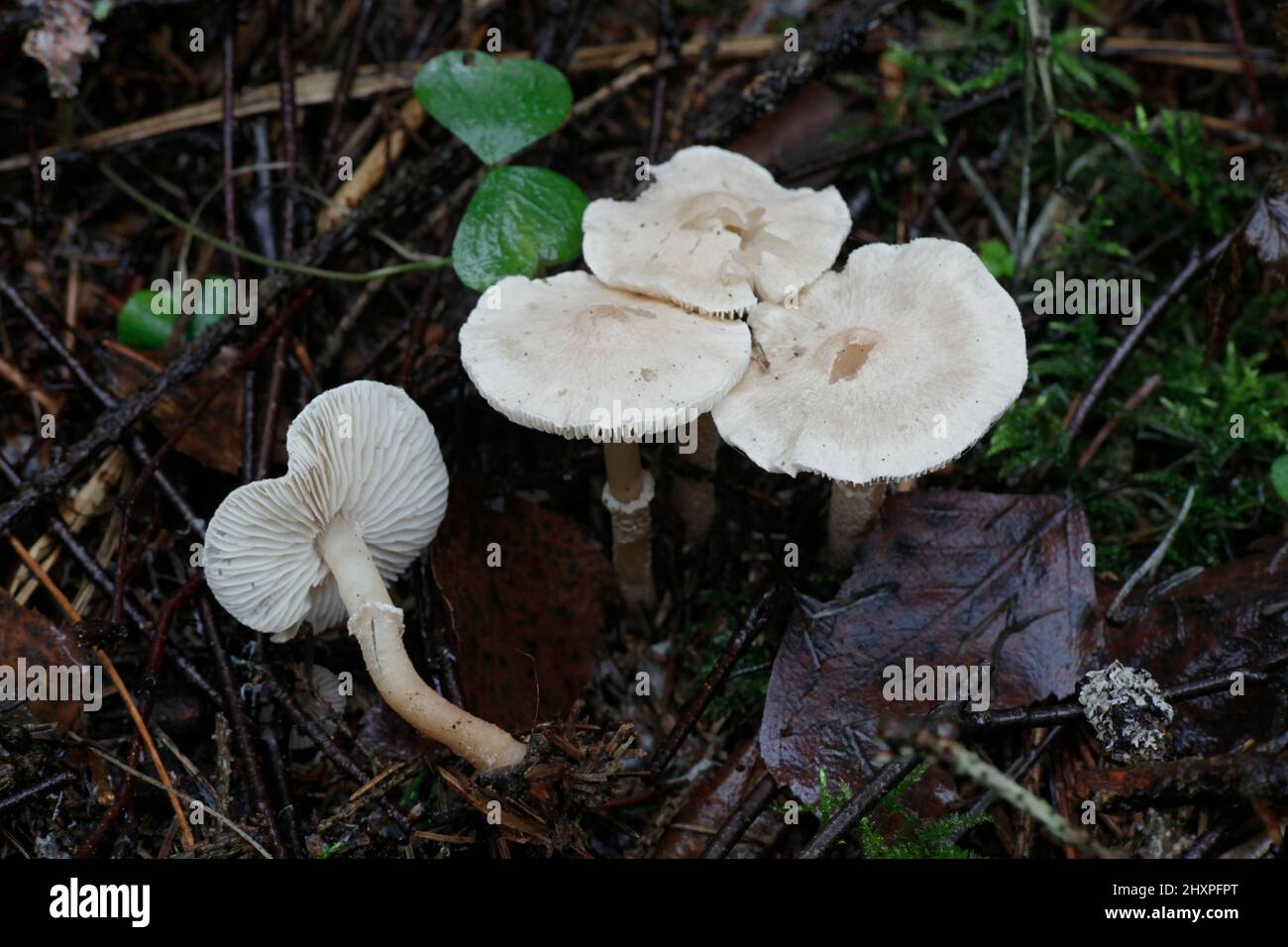Cystoderma carcharias, commonly known as the pearly powdercap, wild ...