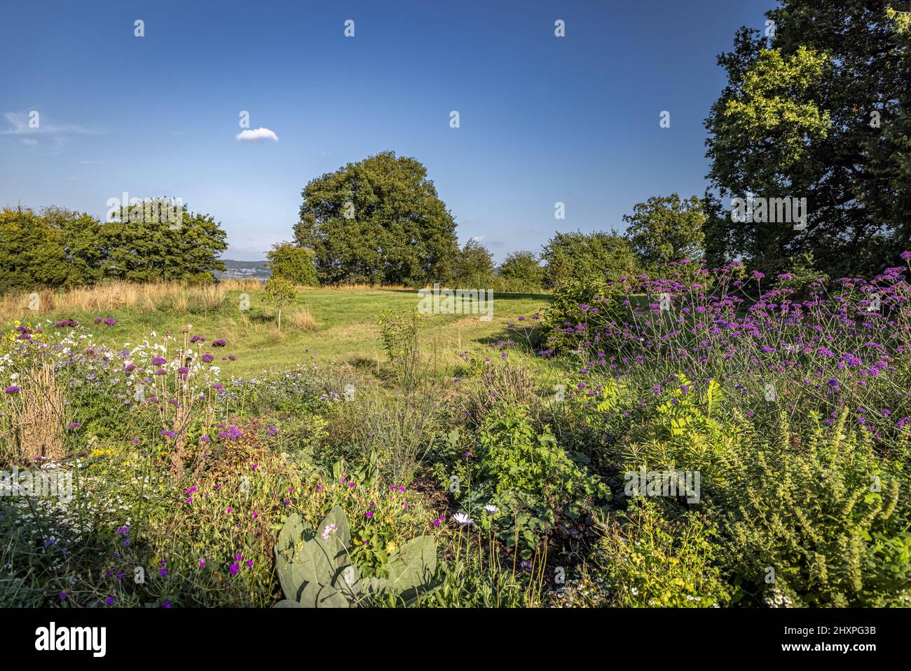 English meadow with flowers Stock Photo - Alamy