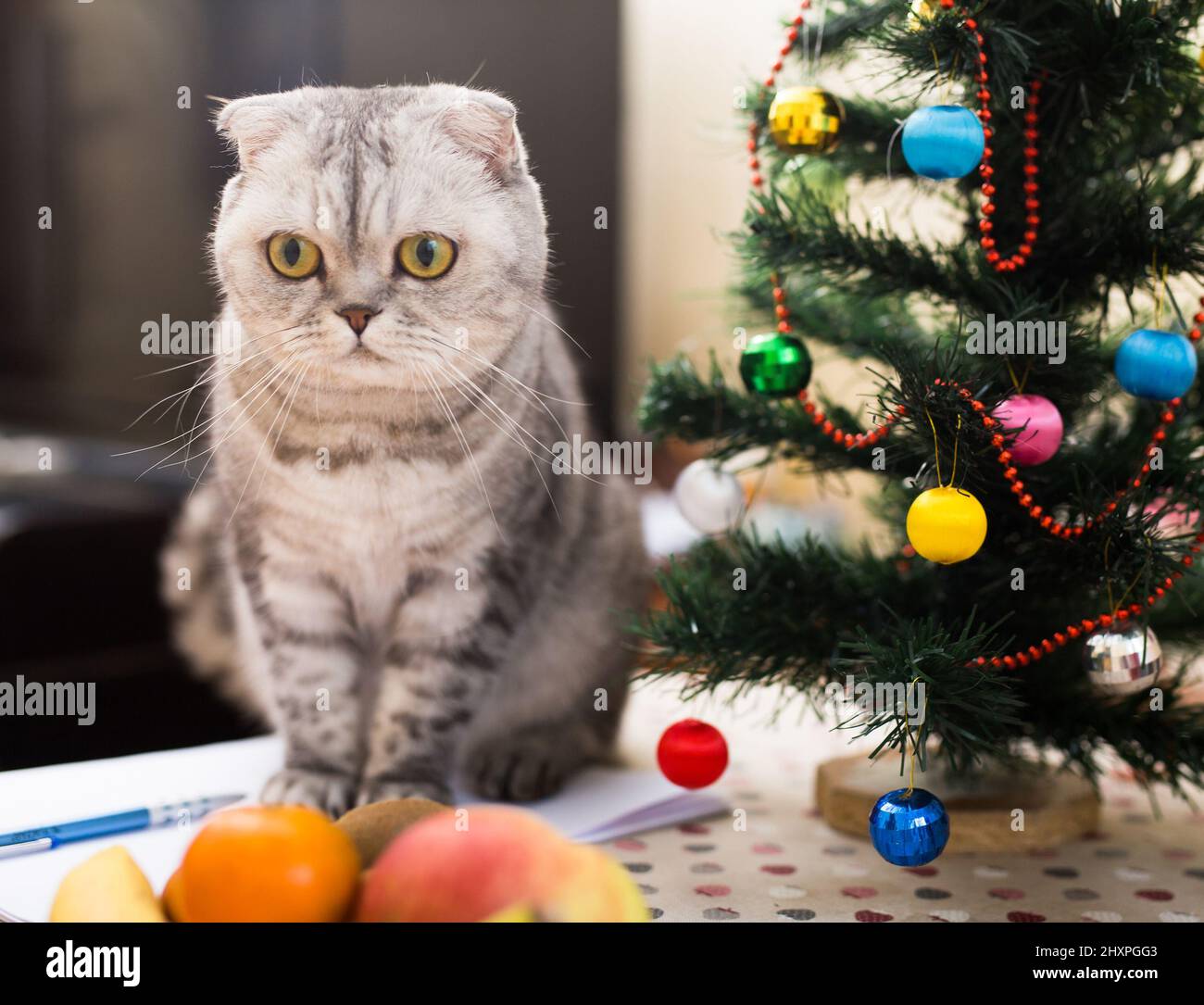 Cat sits under the Christmas tree with books and glasses Stock Photo ...