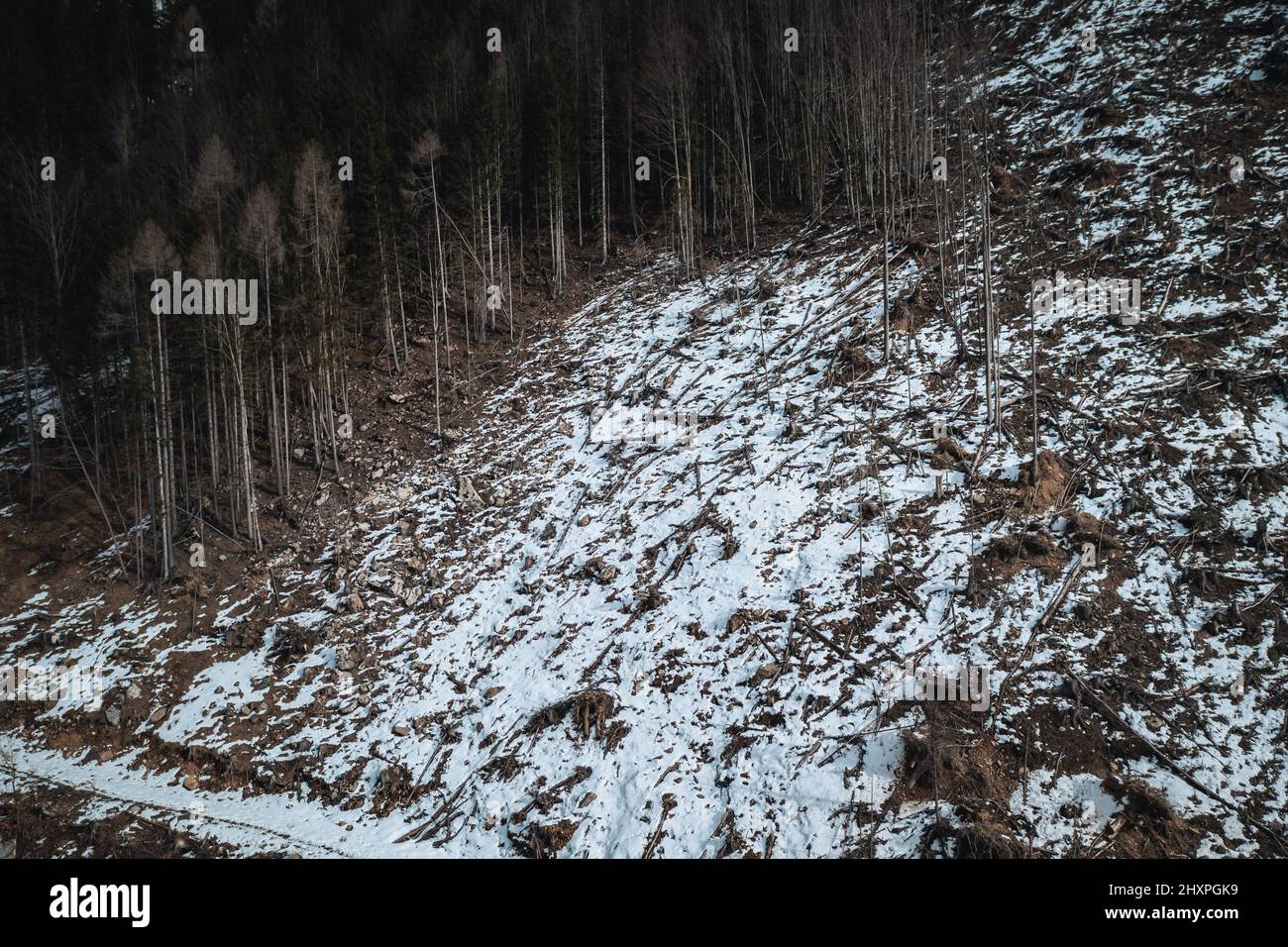 Clear cut mountain forest area, nature devastated by logging, and a ...