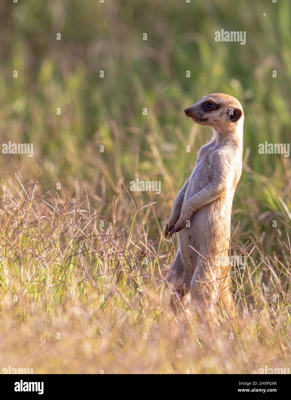 Meerkat, Addo Elephant National Park Stock Photo - Alamy