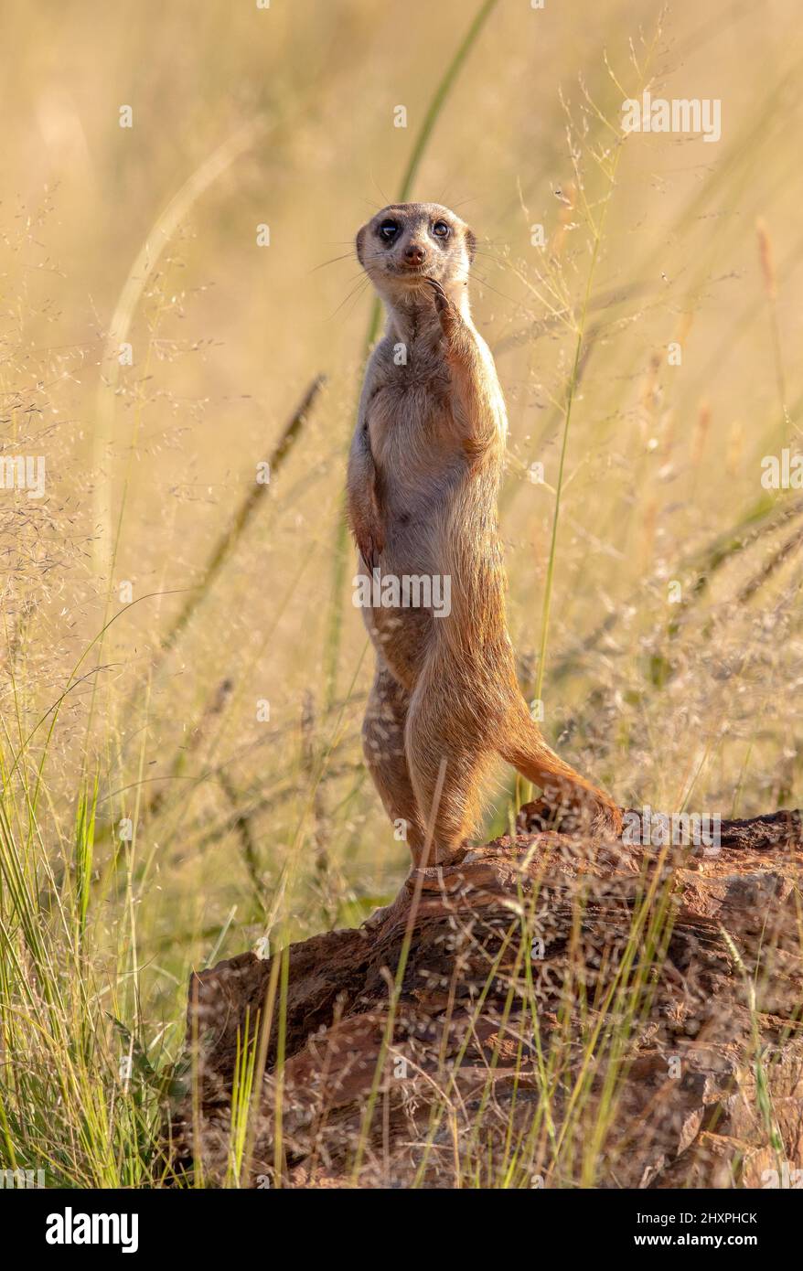 Meerkat, Addo Elephant National Park Stock Photo - Alamy