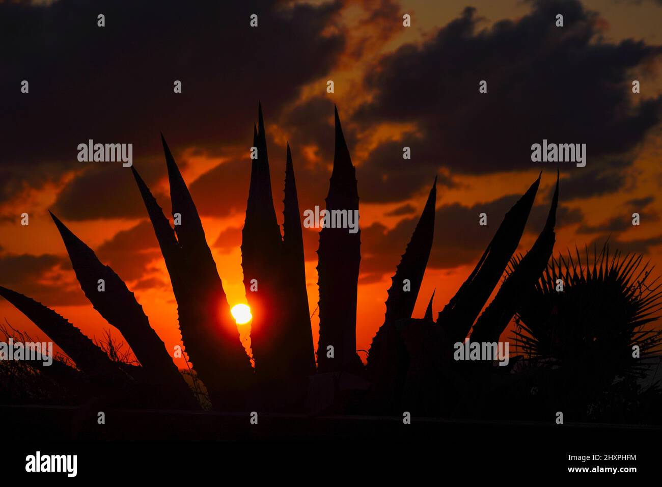 Mediterranean Sunset. Agave Plant silhouetted in the foreground ...