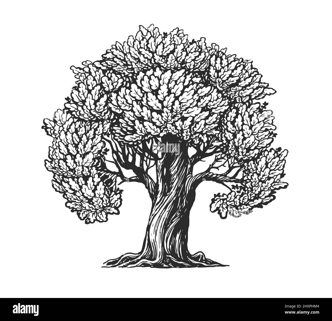 Narra Tree Drawing
