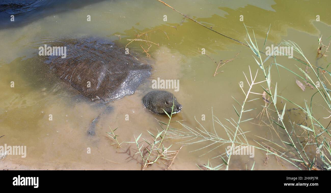 Nile softshell turtle in Nahal Alexander in Israel, Trionyx triunguis ...