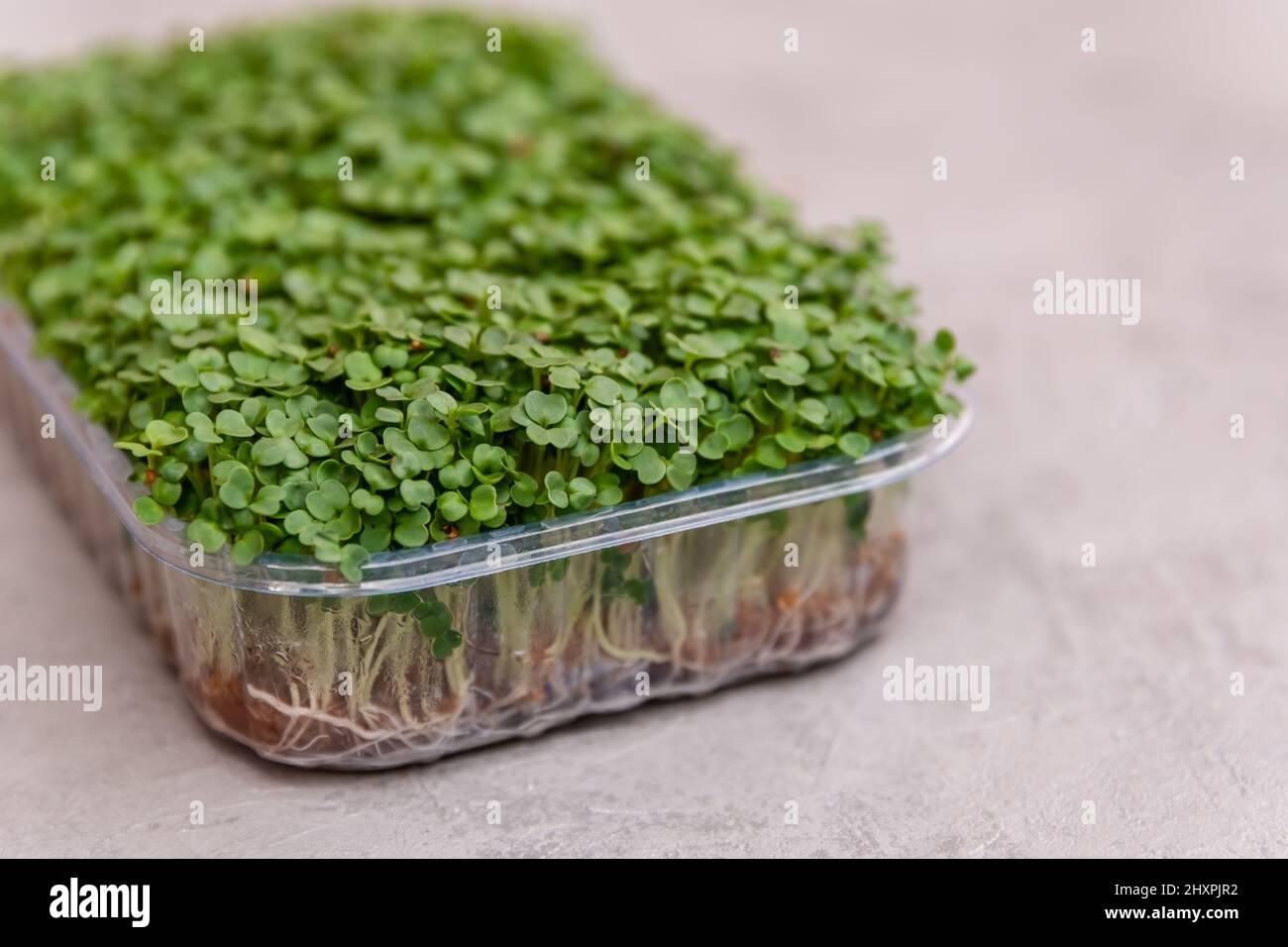 Healthy diet. Healthy live food. Micro greens cabbage Stock Photo - Alamy