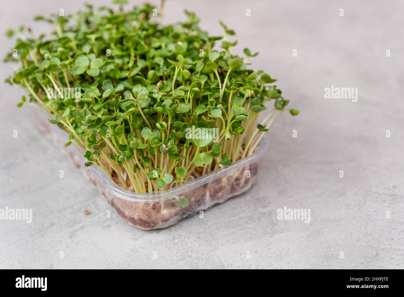 Growing microgreens. Seed germination at home. Windowsill garden Stock ...