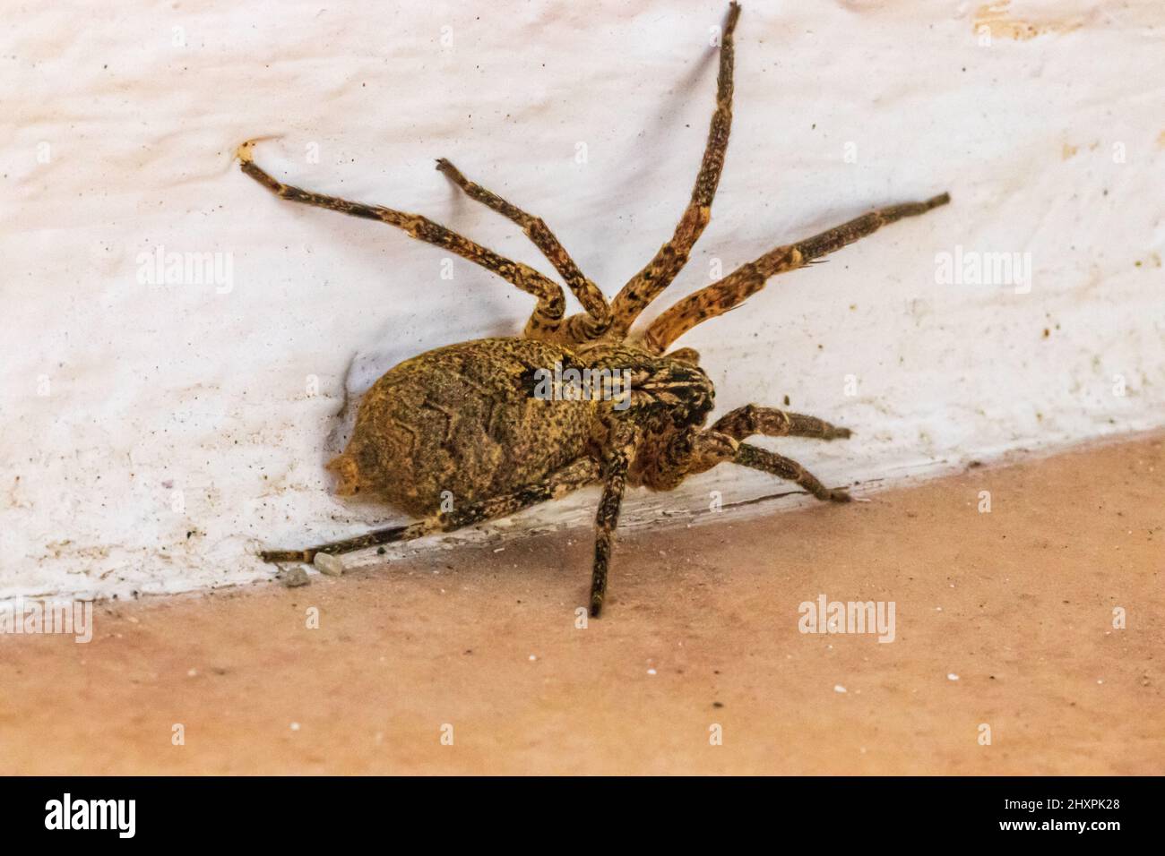 Zoropsis spinimana, Mediterranean Spiny False Wolf Spider Stock Photo ...