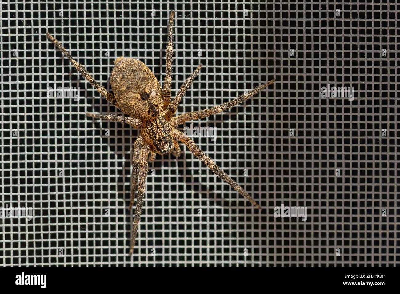 Zoropsis spinimana arachnid hi-res stock photography and images - Alamy