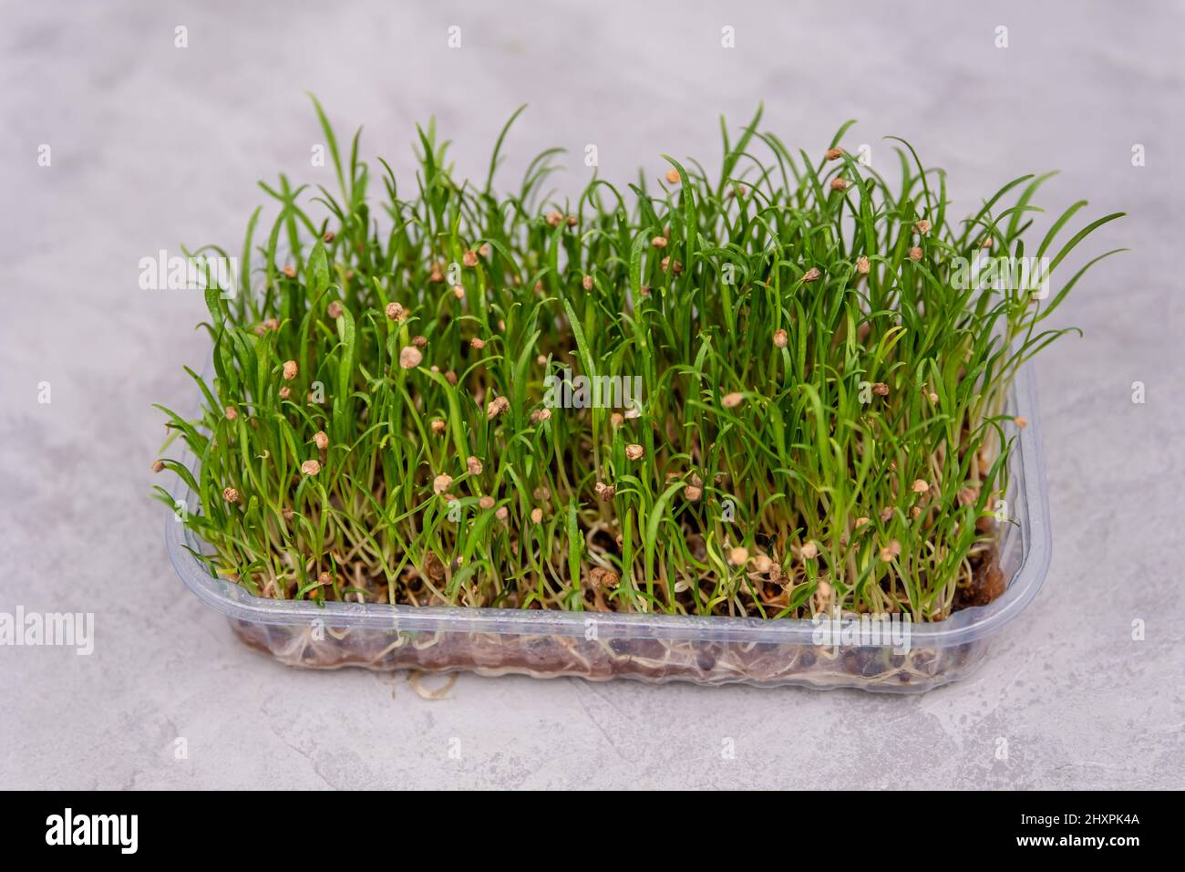 Germination of seeds at home. Microgreen eco nutrition Stock Photo - Alamy