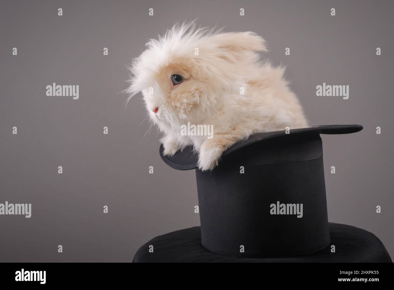 Magic hat with beautiful white rabbit. Close up Stock Photo - Alamy