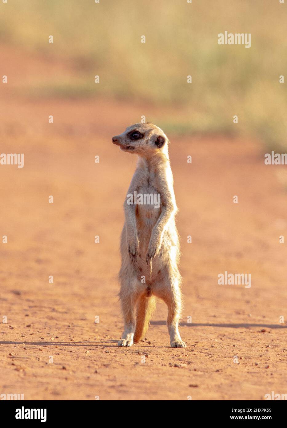 Meerkat, Addo Elephant National Park Stock Photo - Alamy