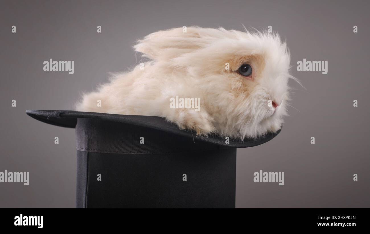 Magic hat with beautiful white rabbit. Close up Stock Photo - Alamy