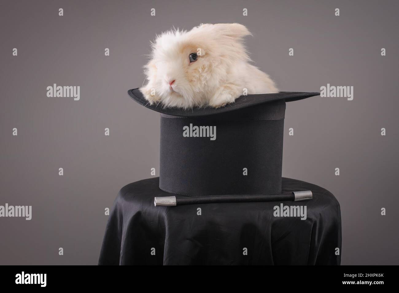Magic hat with beautiful white rabbit. Close up Stock Photo - Alamy