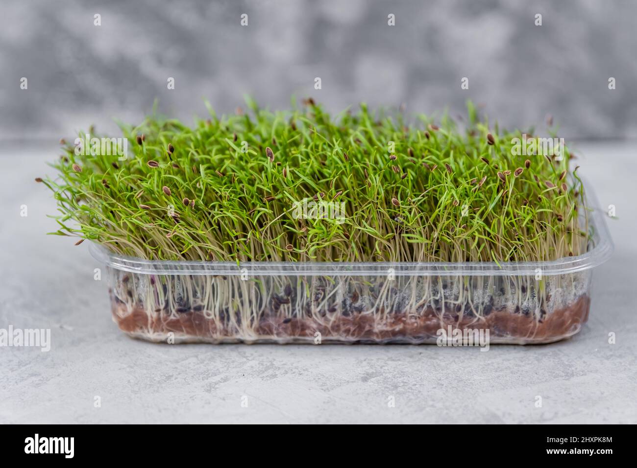 Microgreens in container. Sprouting microgreens. Seed germination Stock ...