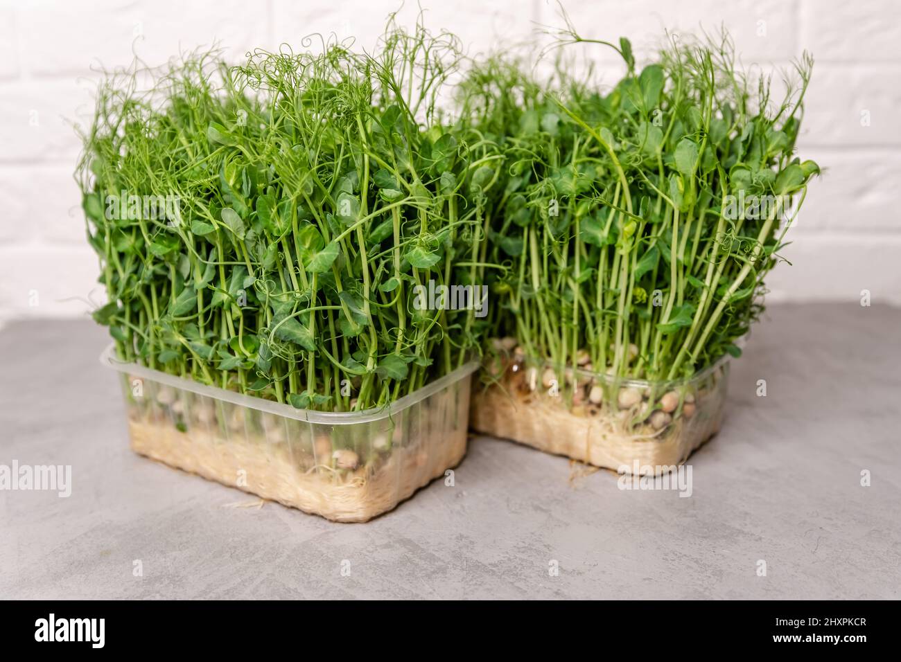 Fresh micro greens peas sprouts. Eating right, restaurant cuisine Stock ...