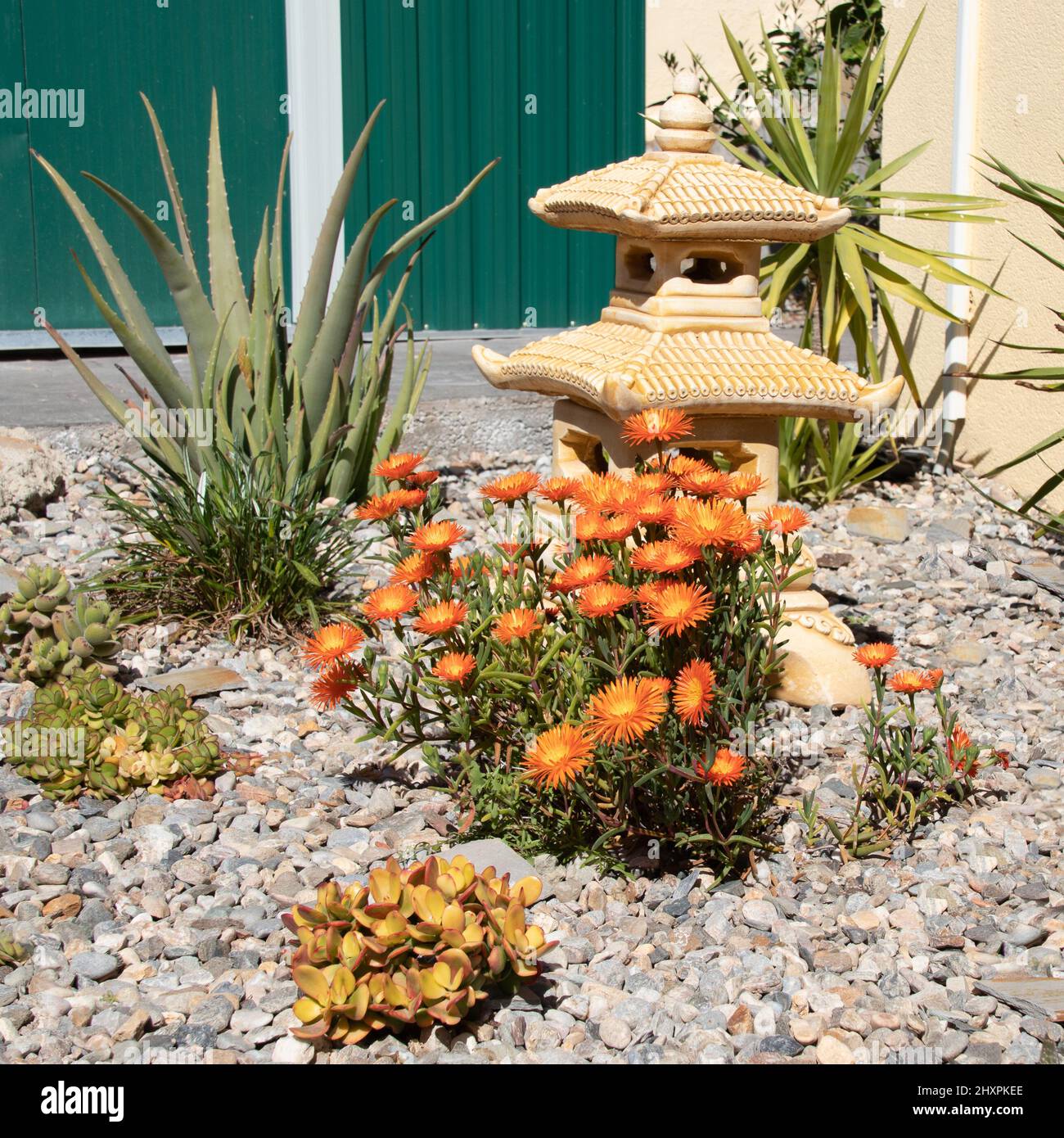 Lampranthus Flowers in Well Kept Garden Border Stock Photo - Alamy