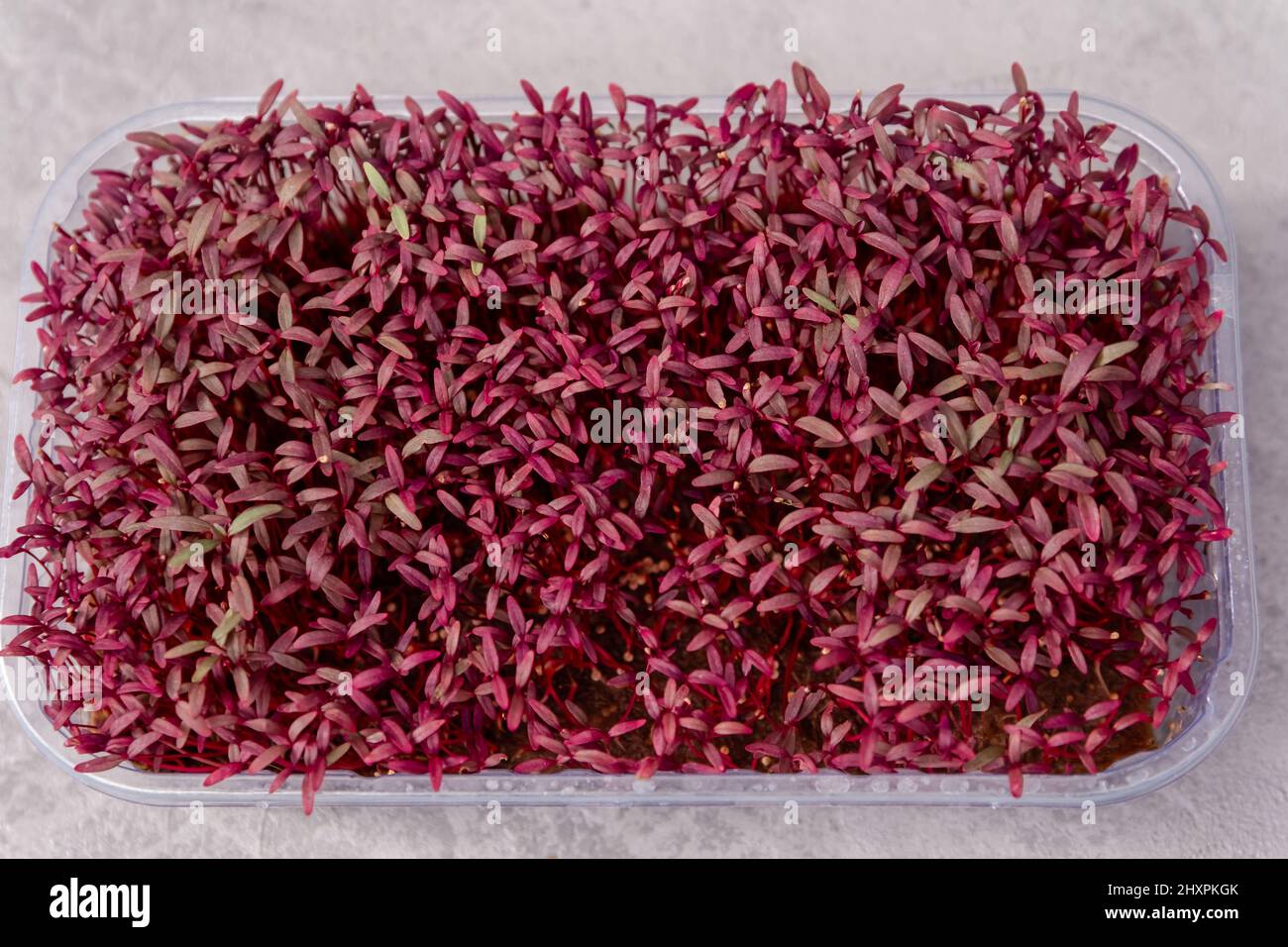 Micro red amaranth hi-res stock photography and images - Alamy