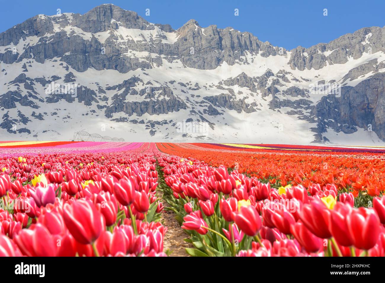 Tulip cultivation hi-res stock photography and images - Alamy