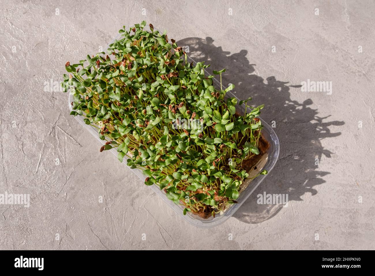 Vitamin dietary microgreen. Seed germination at home Stock Photo - Alamy