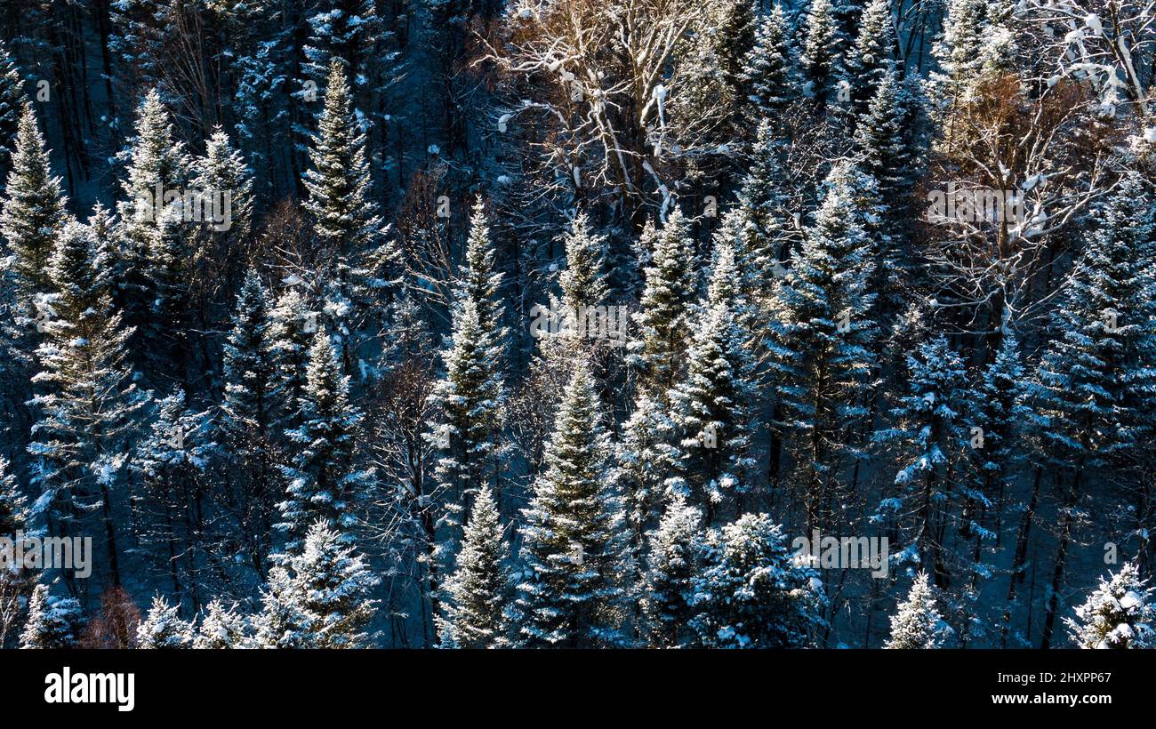 Aerial drone view in mountain forest. Winter landscape. Snowy Fir and Pine trees. Snowy tree ...