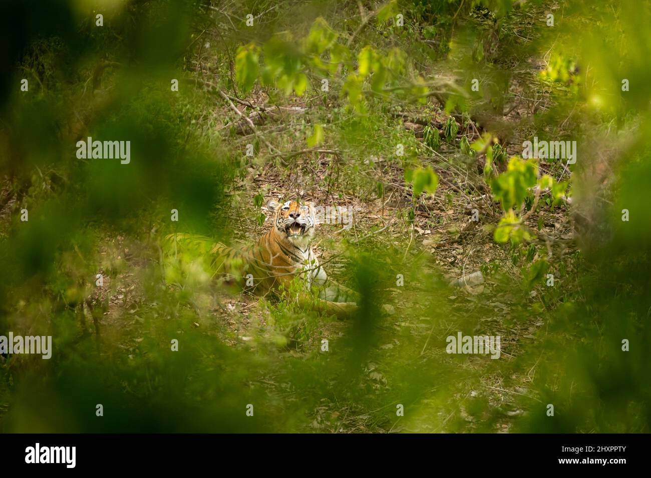 Indian wild bengal tiger camouflage in green grass at ranthambore ...
