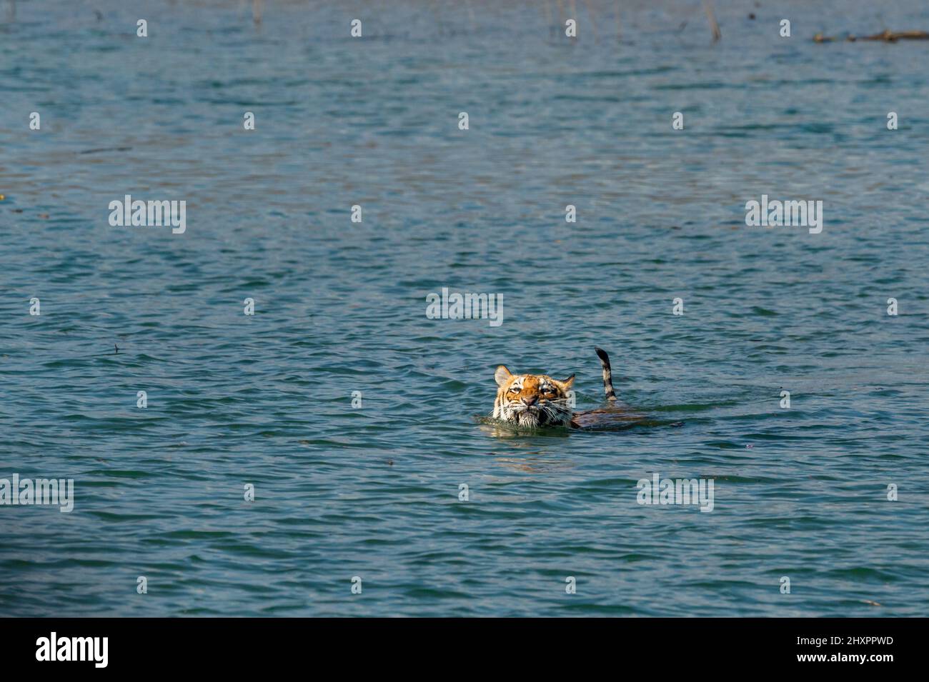 wild bengal tiger float swimming in ramganga river blue water after ...