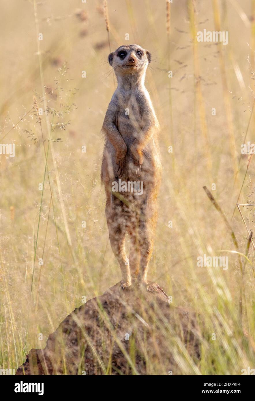 Meerkat, Addo Elephant National Park Stock Photo - Alamy