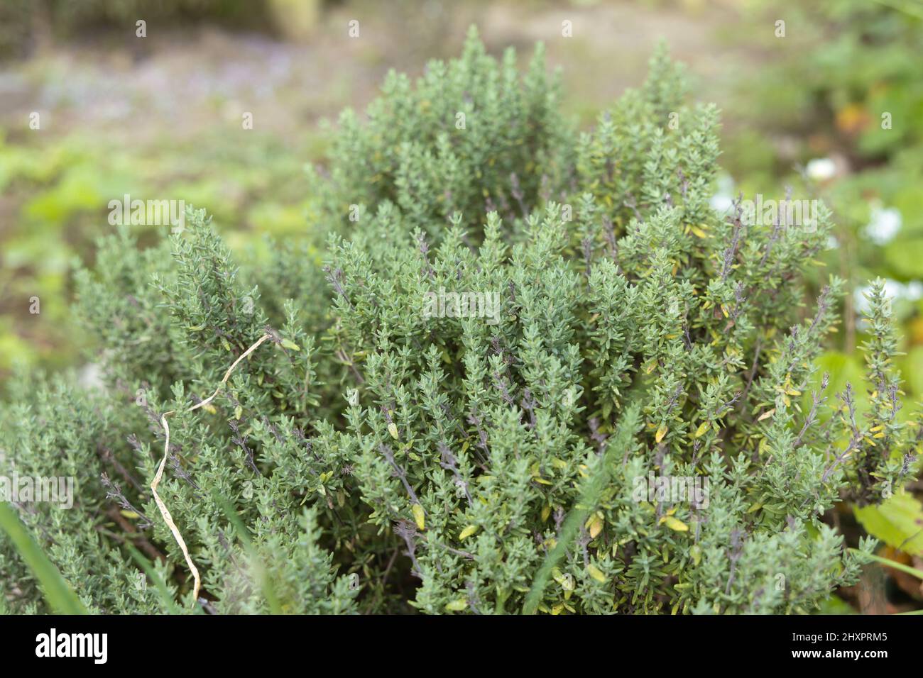 Thyme bush hi-res stock photography and images - Alamy