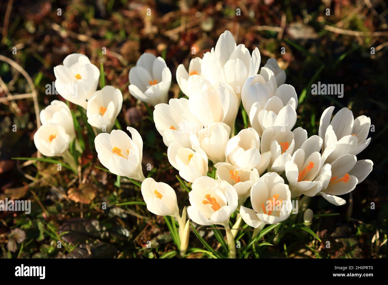 Early spring flower garden hi-res stock photography and images - Alamy