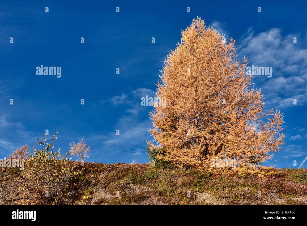 Herbst, Wald, Baum, Bäume, Lärche, Lärchen, Blätter, Nadeln, verfärben, Farbe, Herbstfarben ...