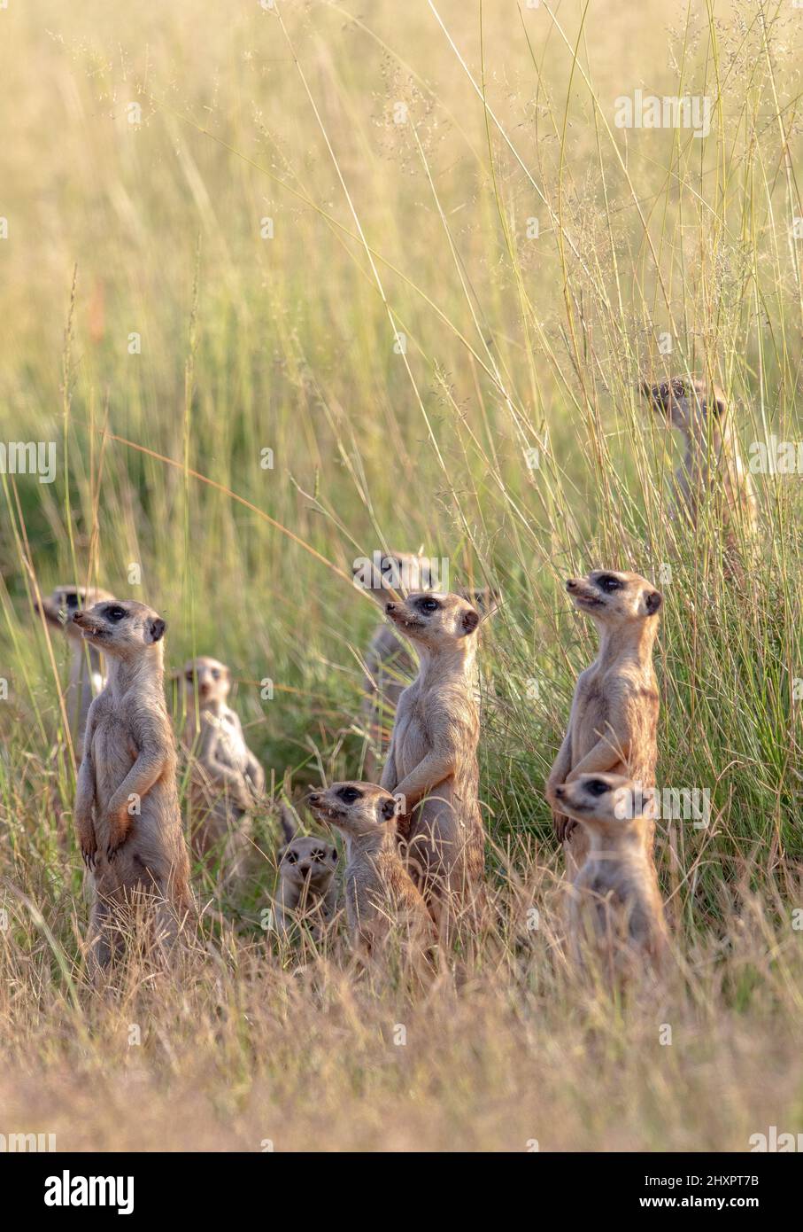 Meerkat, Addo Elephant National Park Stock Photo - Alamy