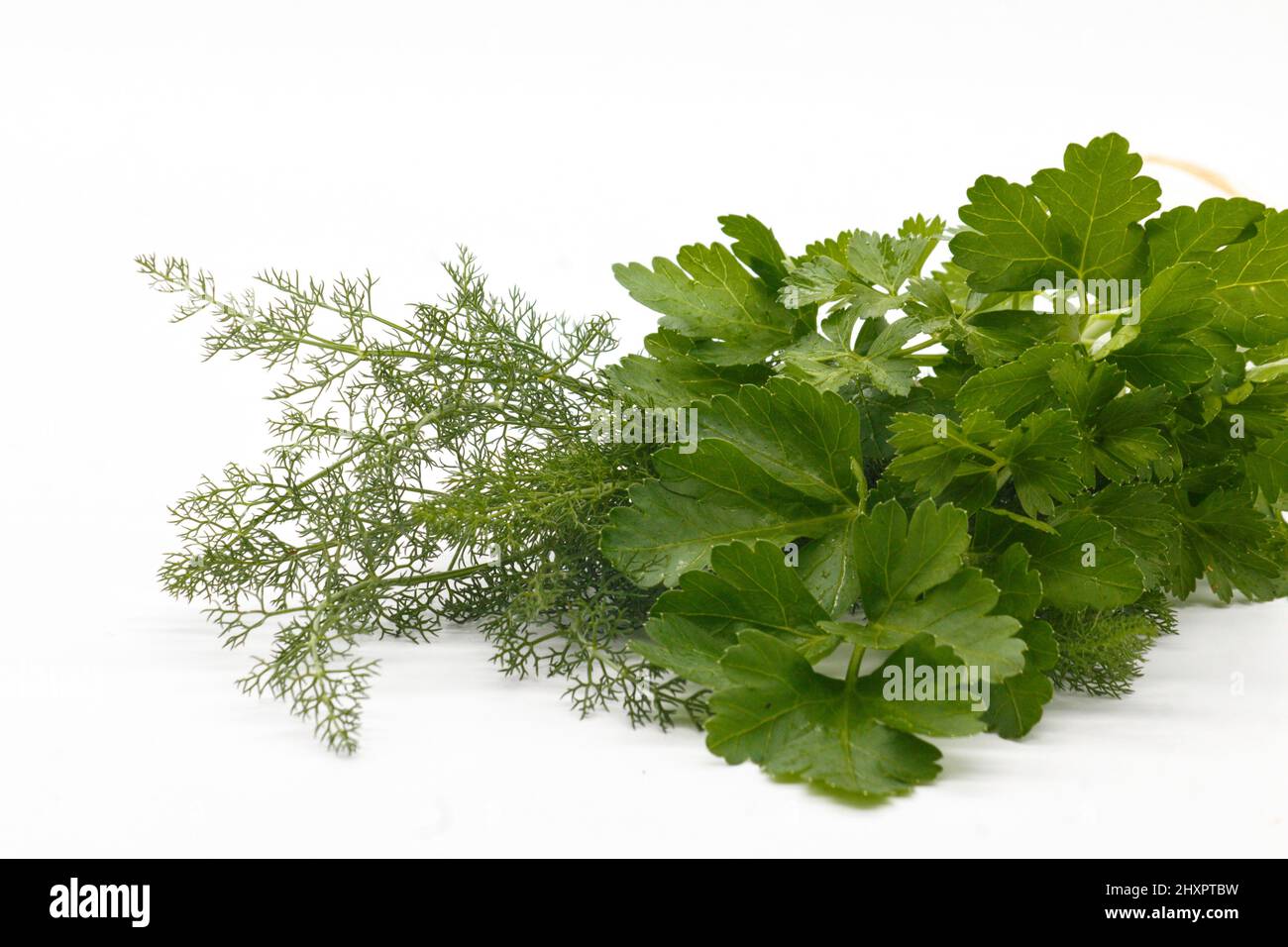 Parsley sprig with fresh fennel isolated on white background ...