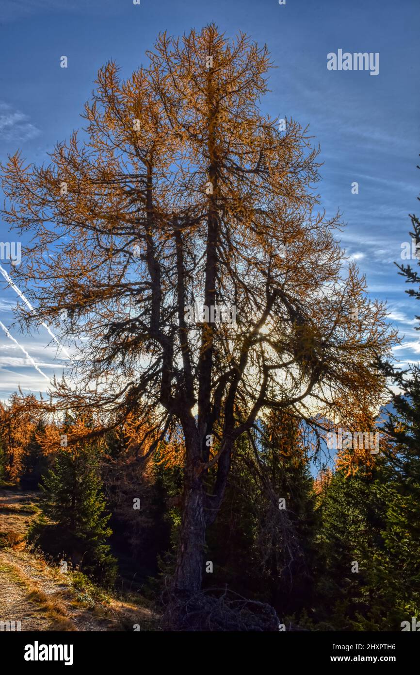 Gesamtheit Der Bltter Baum