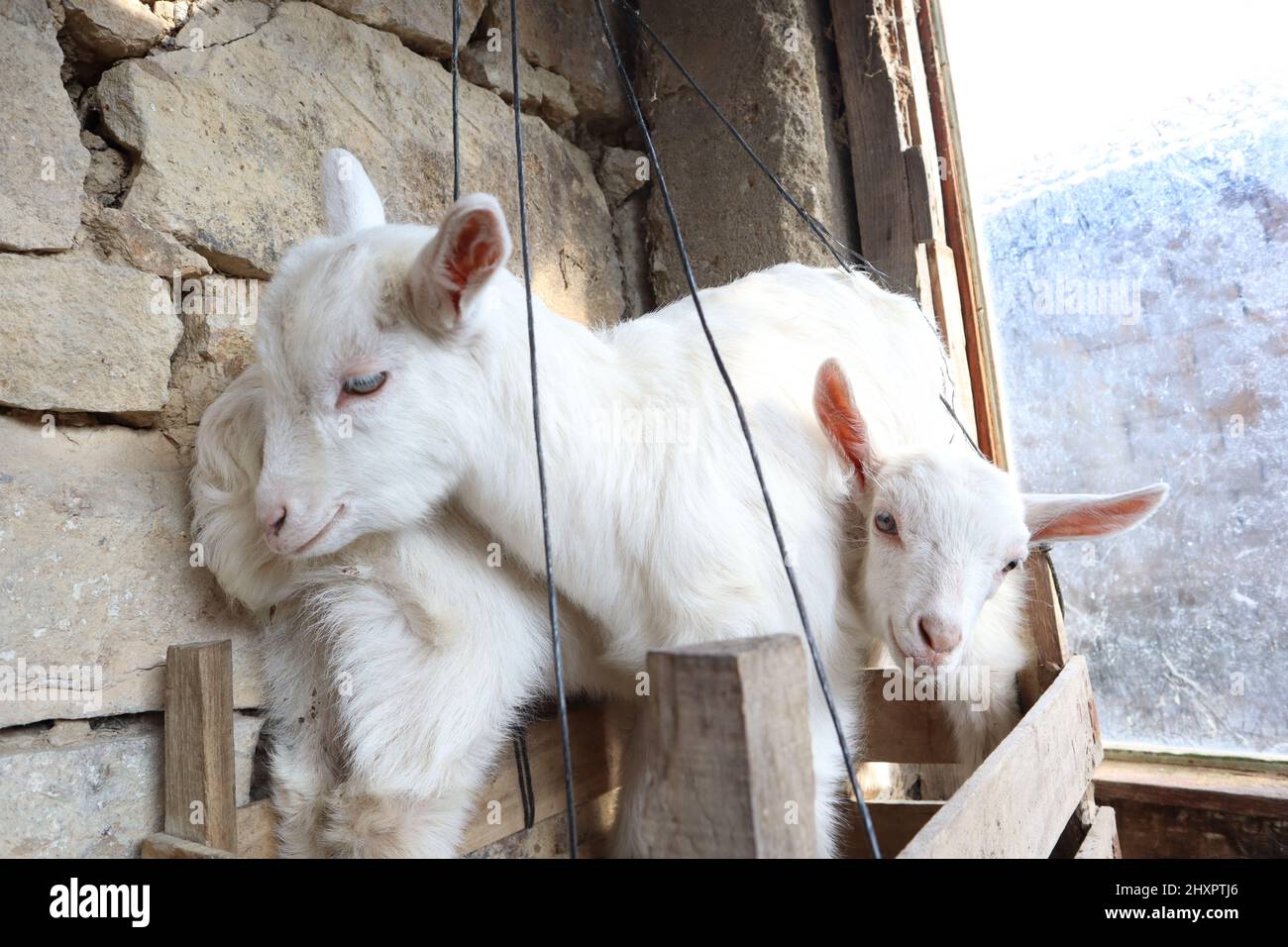 Cute sitting white baby goat sheep background banner panorama Stock ...