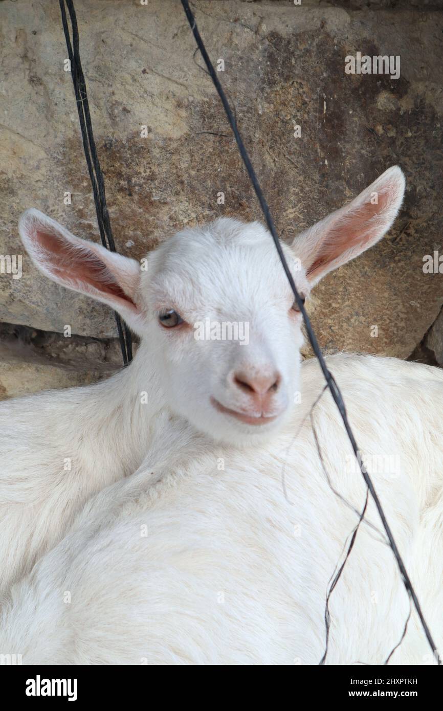 Cute sitting white baby goat sheep background banner panorama Stock ...